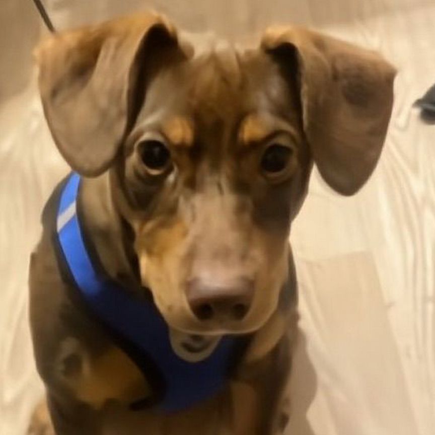 Джек-рассел-терьер, щенок