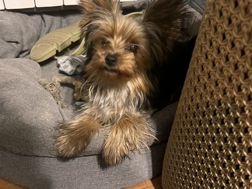 Йоркширский терьер