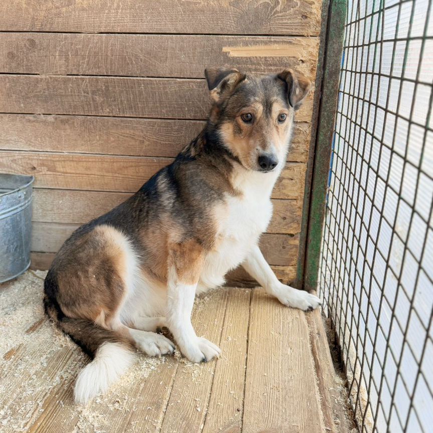 Трусливая собакв Маня из приюта