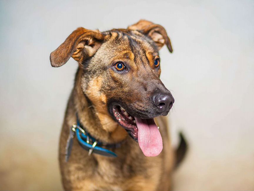 Крупная собака Хан ищет дом