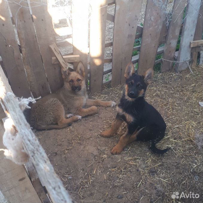 2 сестренки