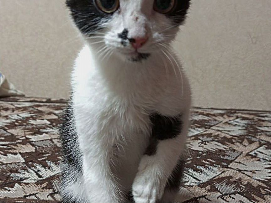 Котенок в добрые руки