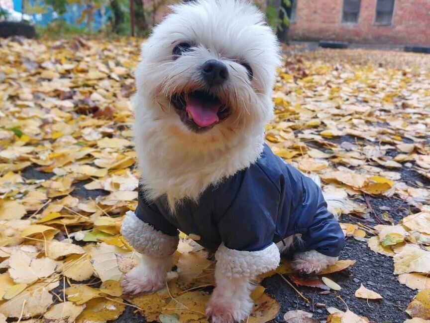 Мальтезе мини. Приглашает девочек на вязку