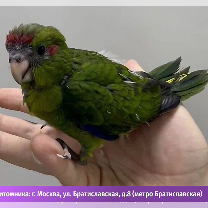 Попугай Какарик