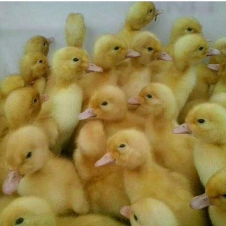 Утята chery велли