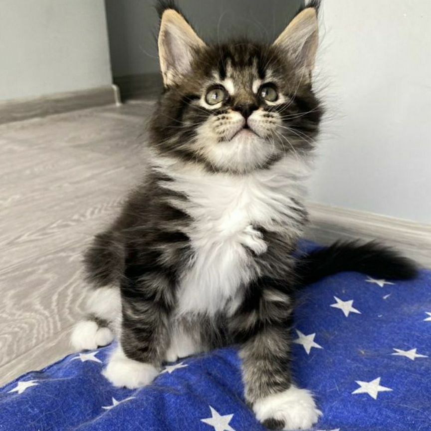 Великолепные антидепрессанты с кистями