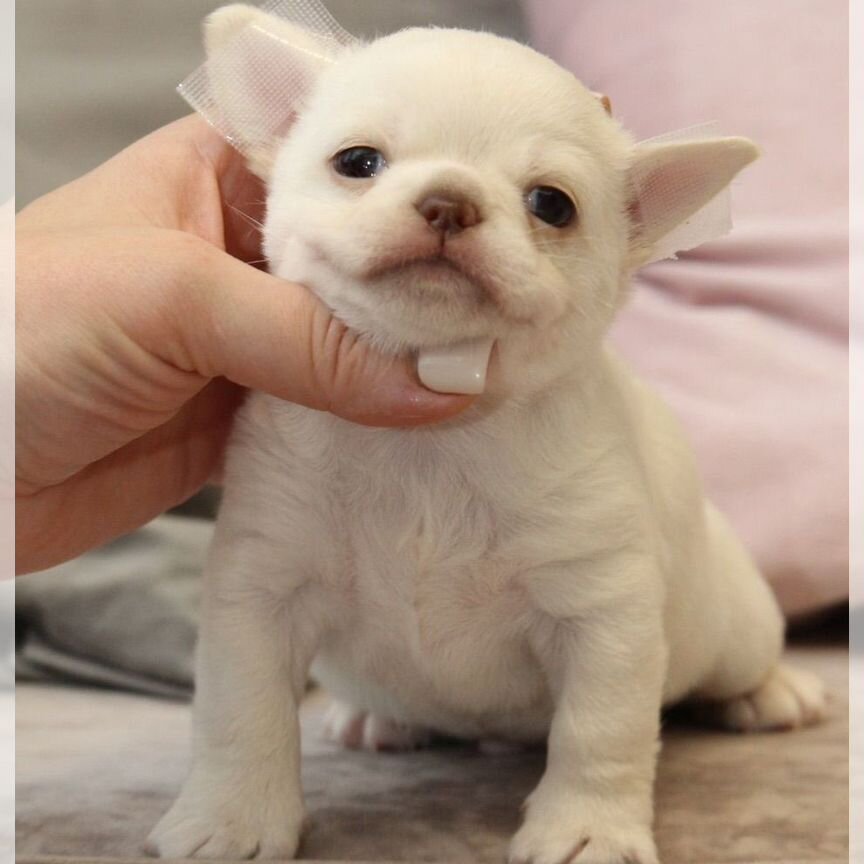 Чихуахуа щенок Умка