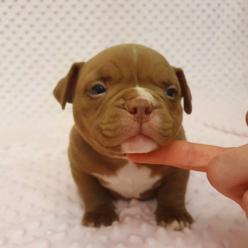 Американский булли микро покет