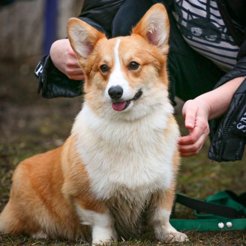 Вельш-корги песброк взрослая сука