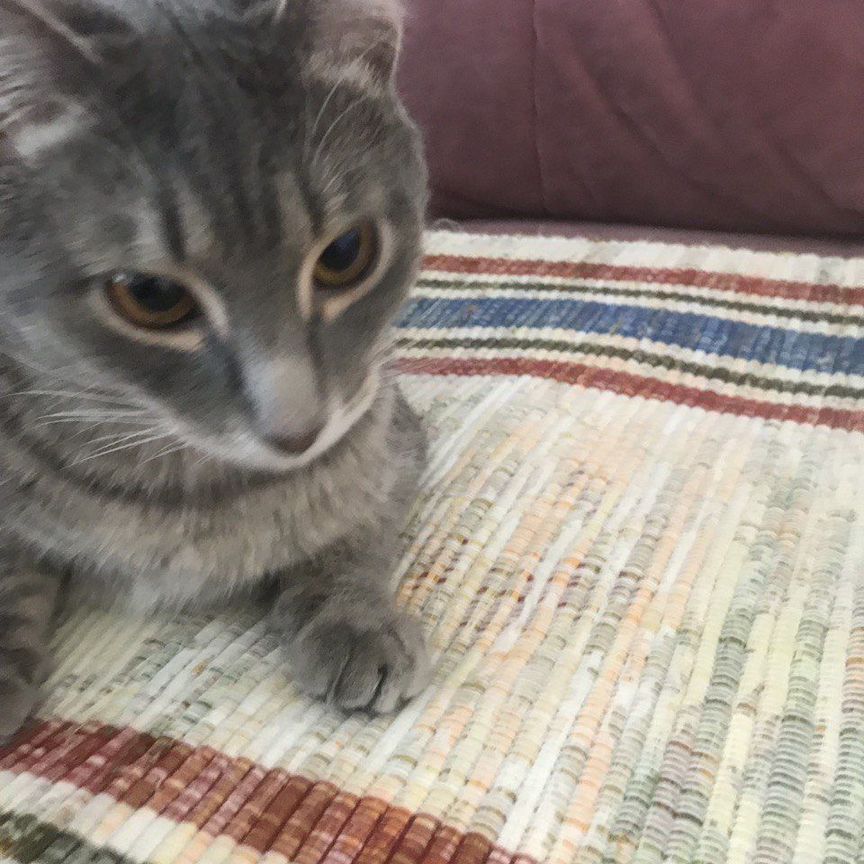 Отдам кота в добрые руки ростов