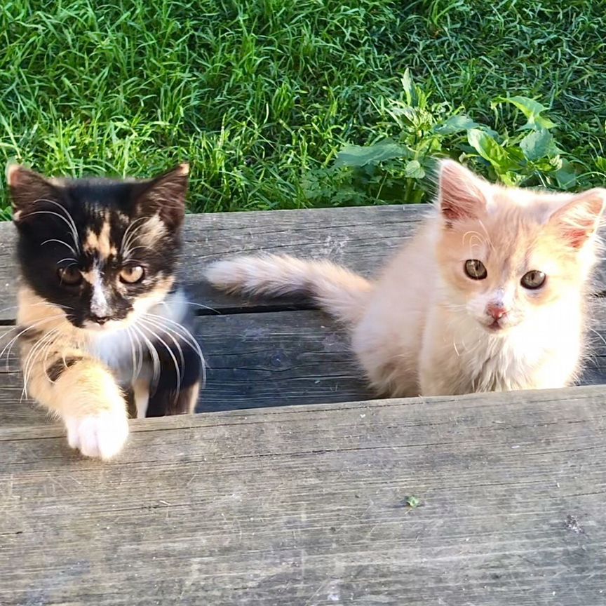 Котята в добрые руки бесплатно