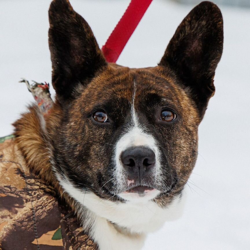 Патриция в поисках дома