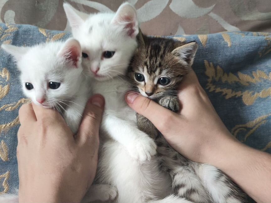 Кошки в добрые руки бесплатно