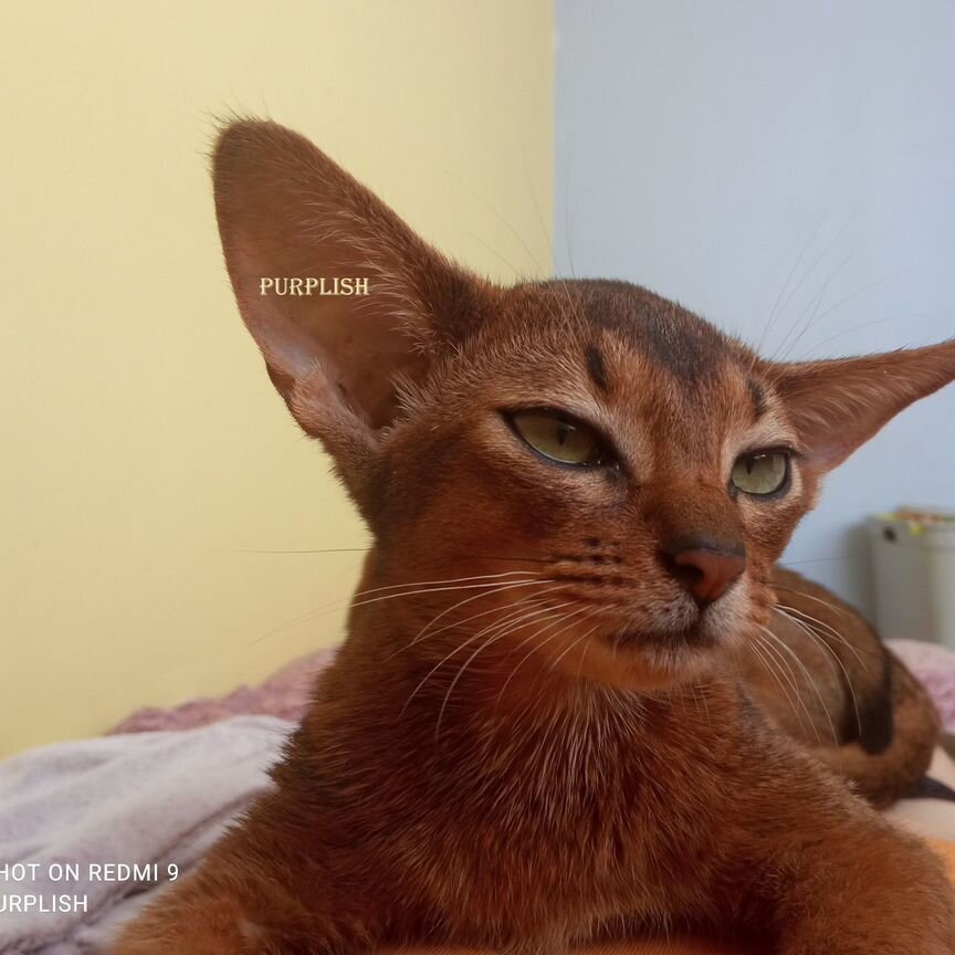 Абиссинские котята