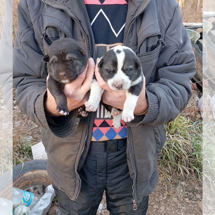 Кавказская овчарка, щенок