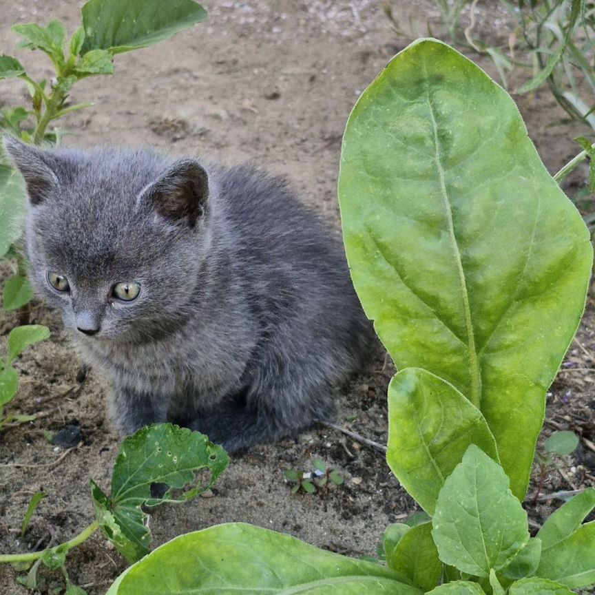 Котята мальчик/девочка в добрые руки