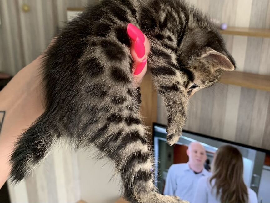 Котята в добрые руки