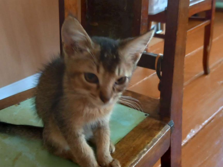 Кошка