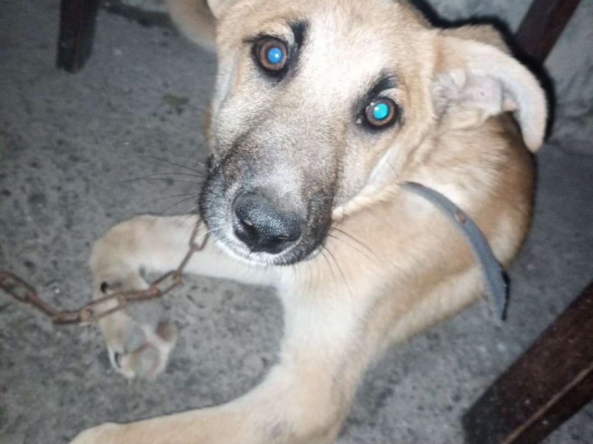 Собака в добрые руки отдам бесплатно