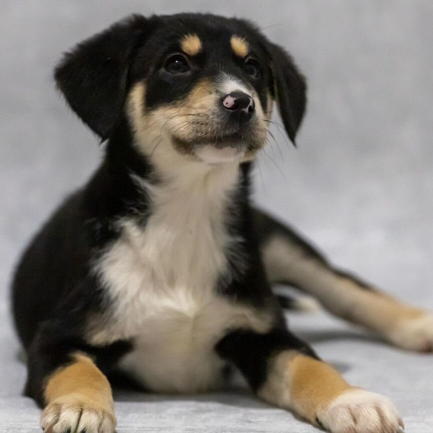 Щенок в добрые руки