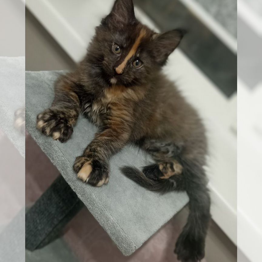 Мейн-кун котёнок