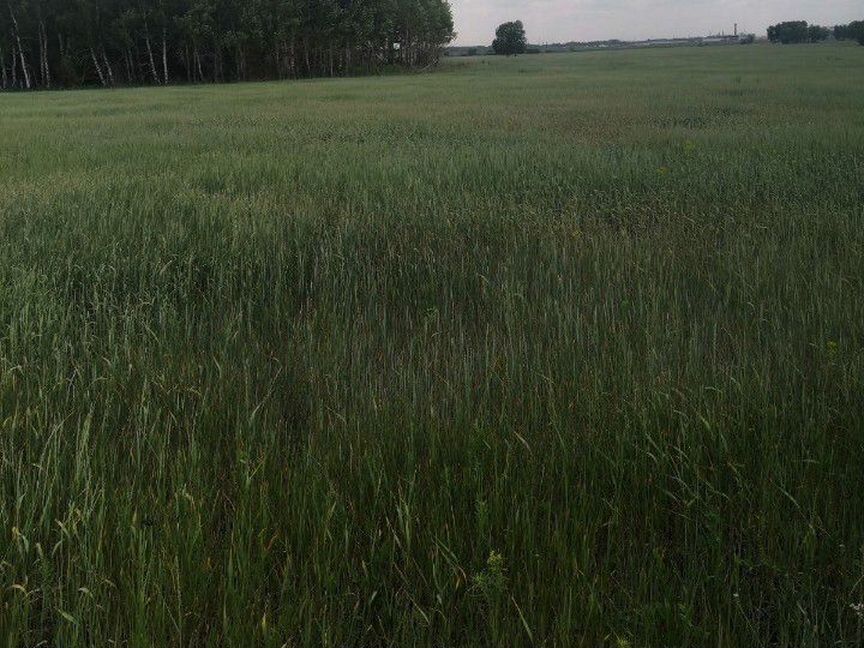 Сено в квадратных тюках