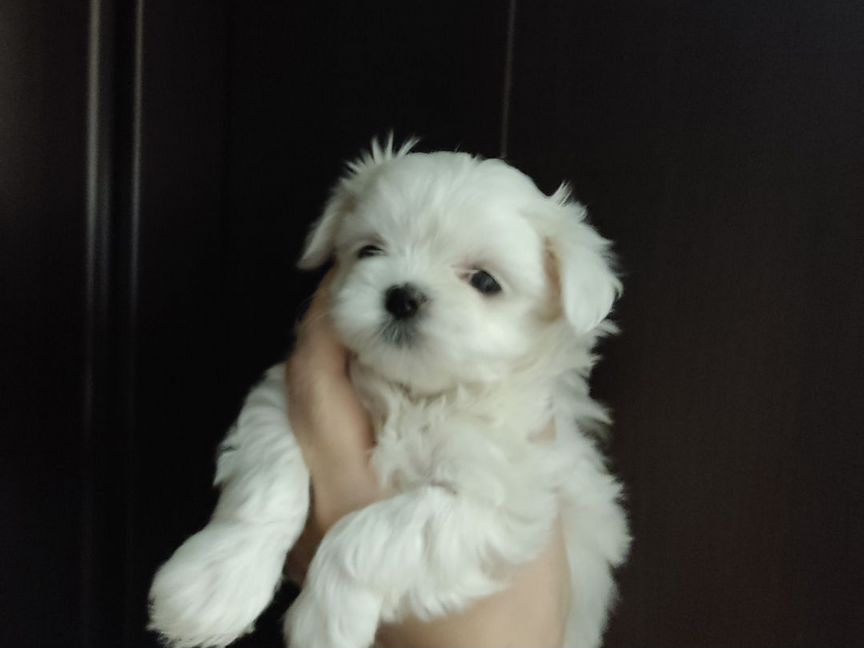 Щенки мальтийской болонки mini