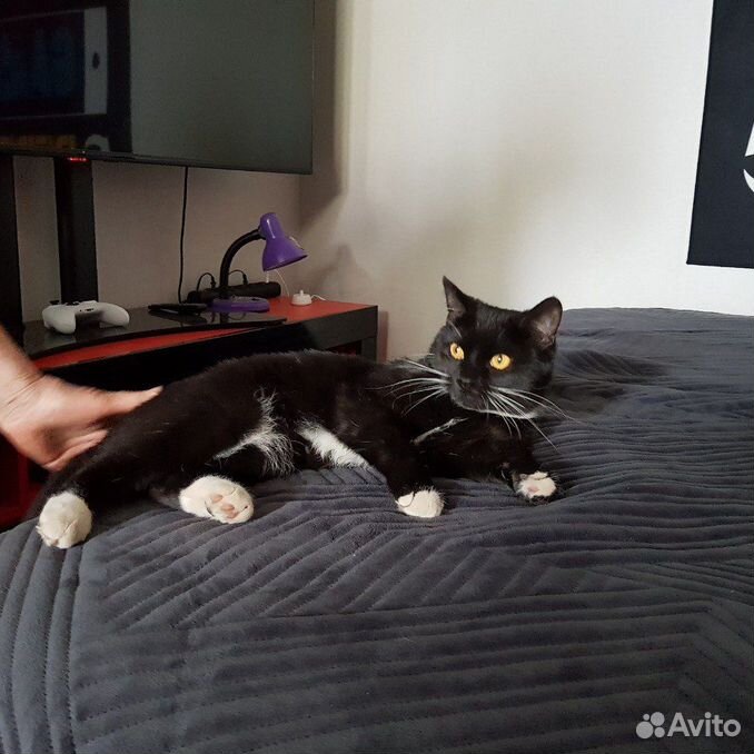 Отдам в хорошие руки обычную кошечку :3