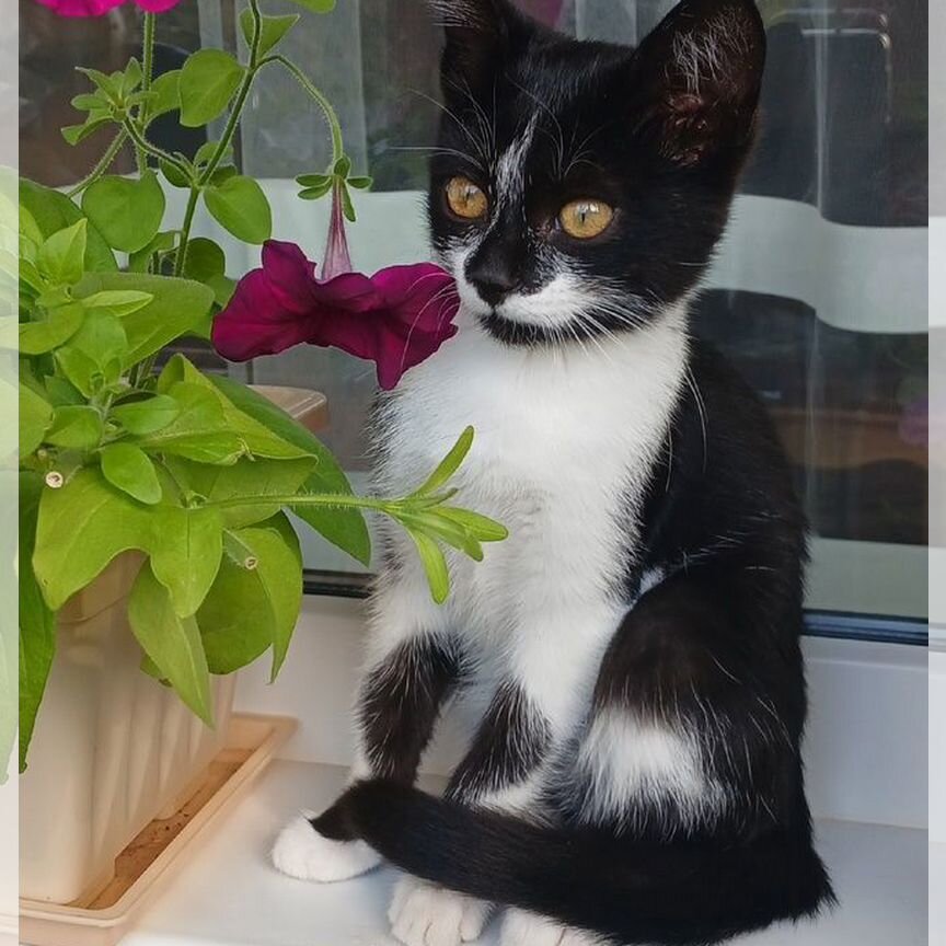 Кошечки сестрички - в добрые руки