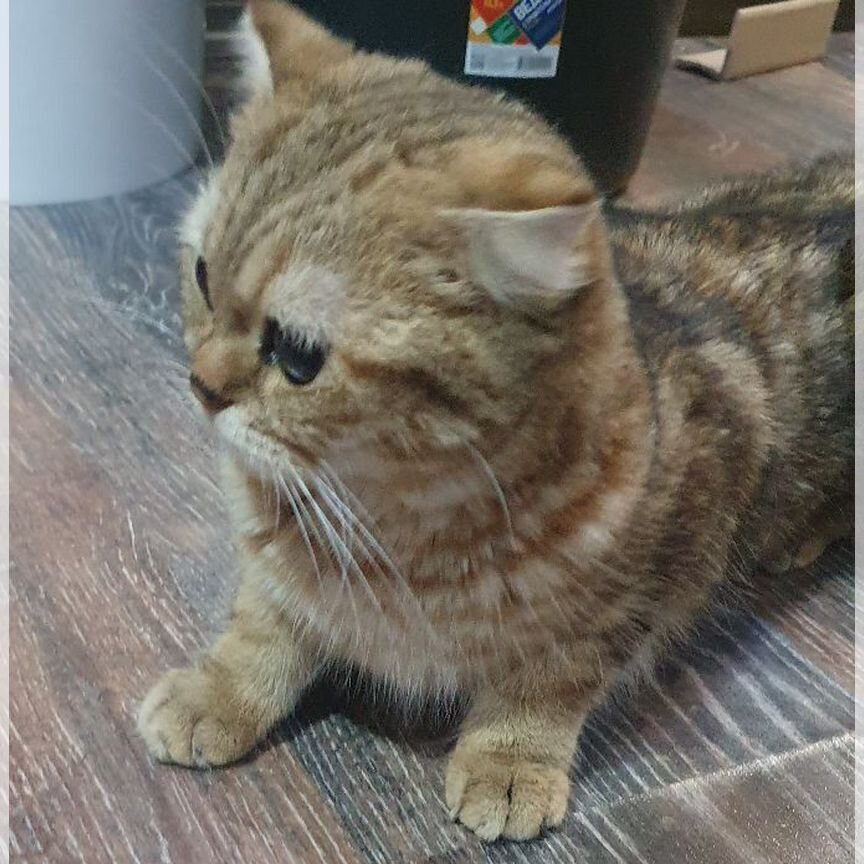 Нужен кот для вязки