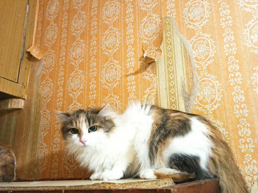 Кошка в добрые руки