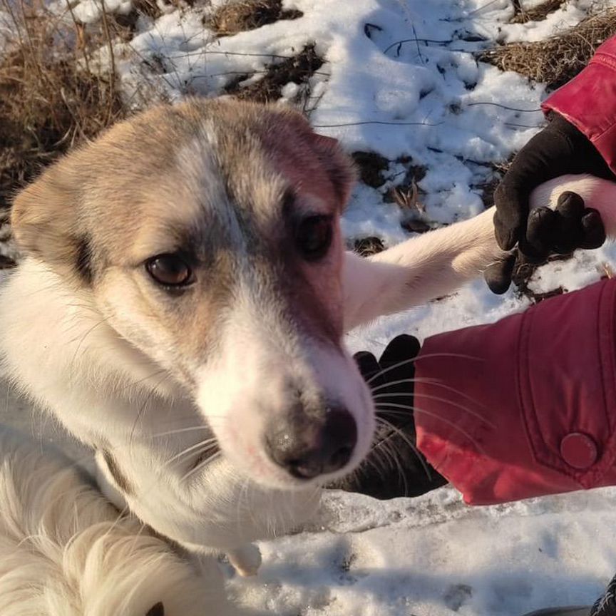 Взрослый пёс в добрые руки