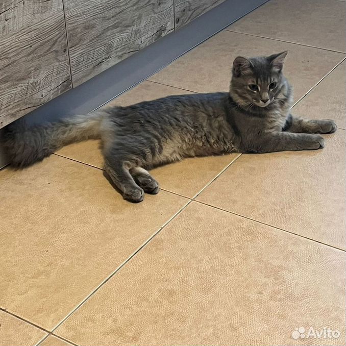 Кот в добрые руки похож на Сибирскую кошку