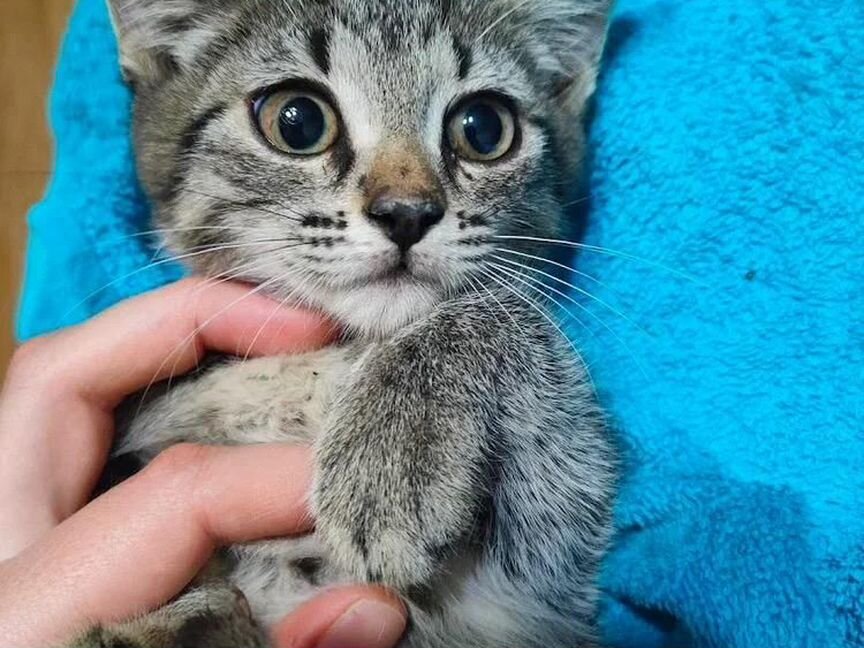 Котята, которым повезло выжить