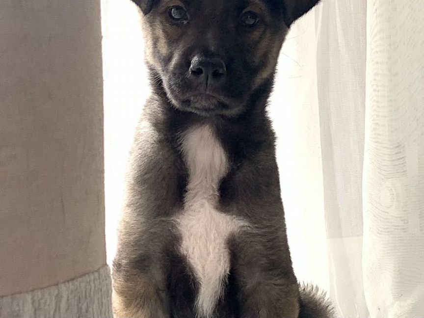 Щенки