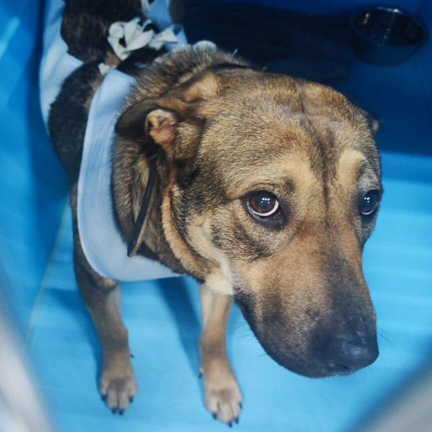 3 на поиск дома для Робби.Потом дорога в приют