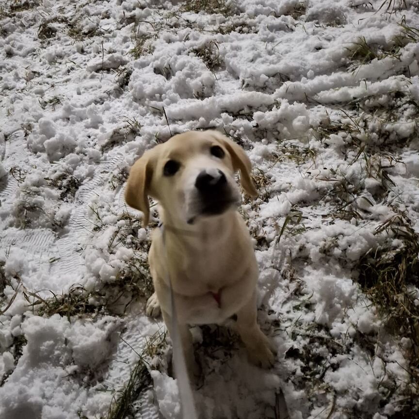 Лабрадор-ретривер, щенок
