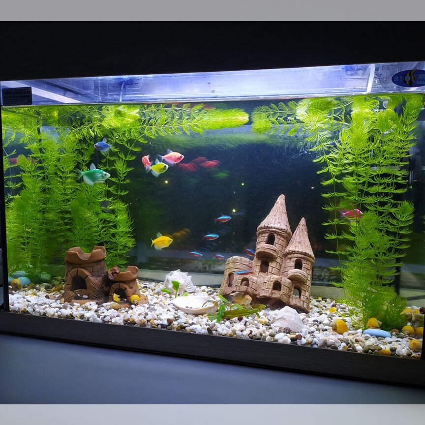 Роголистник