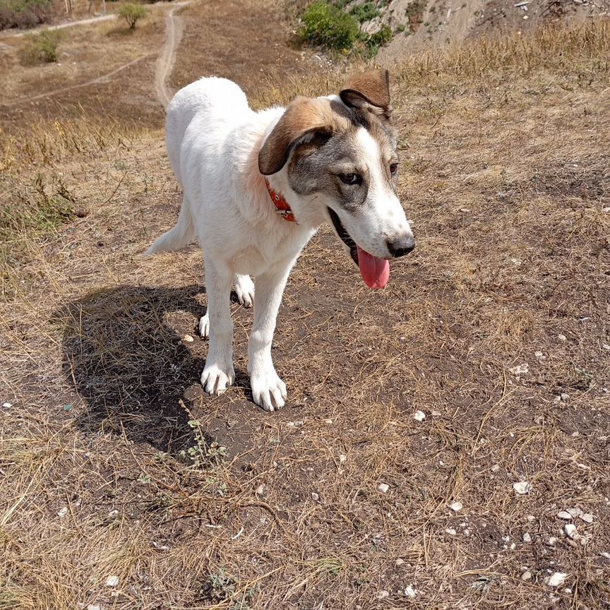 Собака в добрые руки отдам бесплатно
