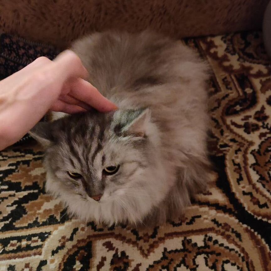 Котик Кубик