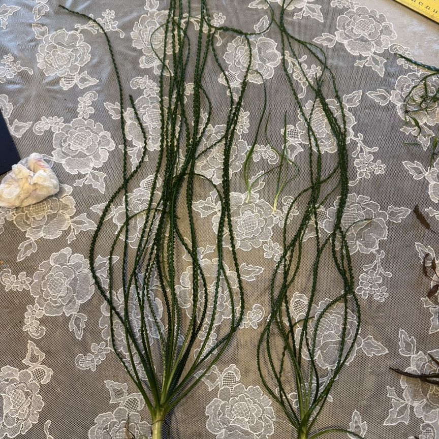 Аквариумное растение