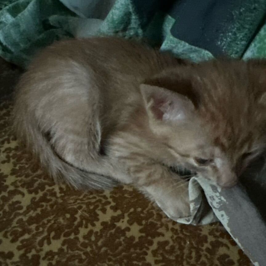 Кот
