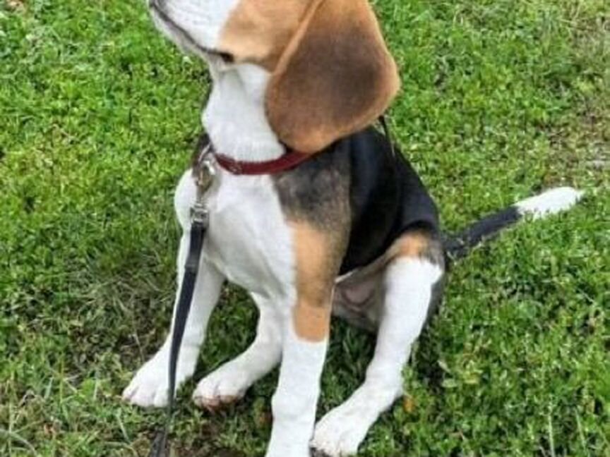 Щенки бигль