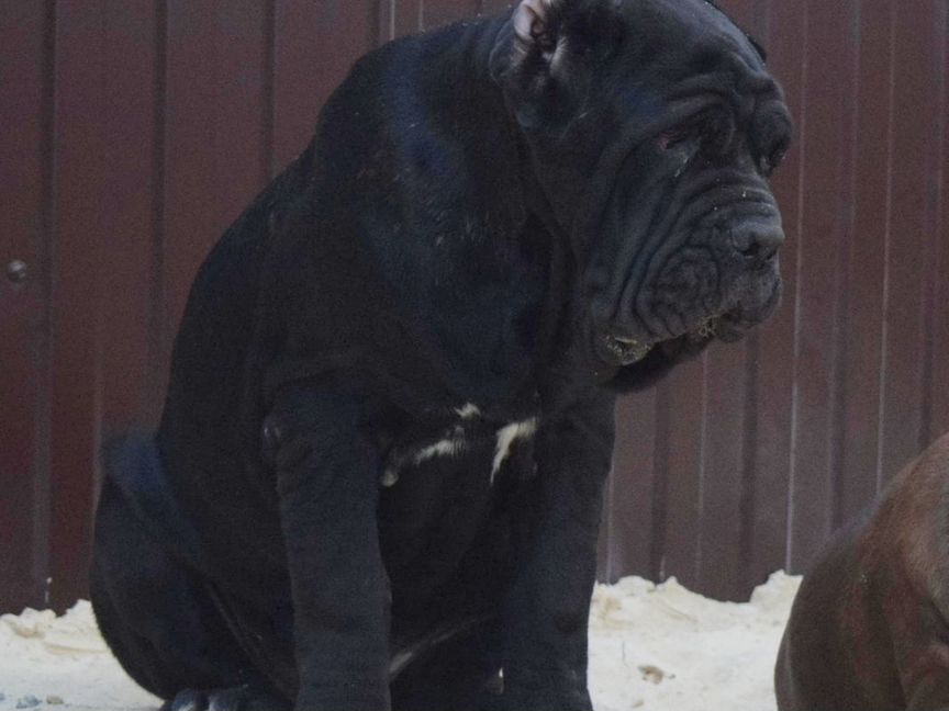 Мастино чёрная девочка