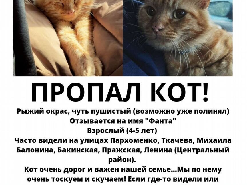 Рыжий кот потеряшка