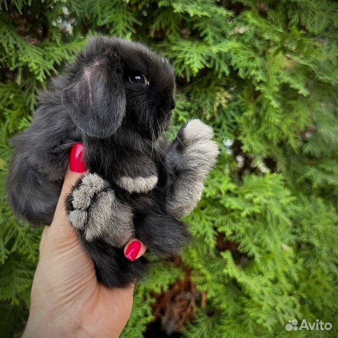 Декоративный мини кролик