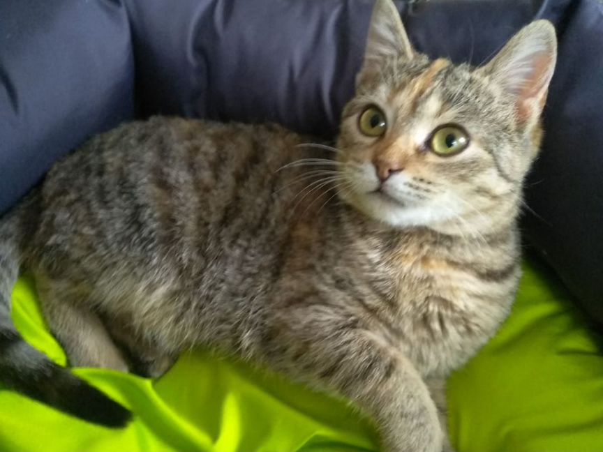 Подкинули кошечку к подьезду