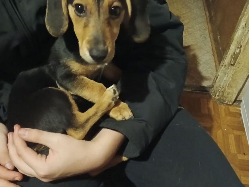 Метис бигля