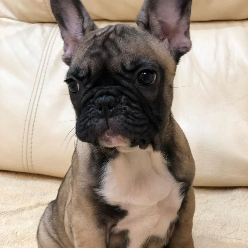 Французский бульдог девочка РКФ