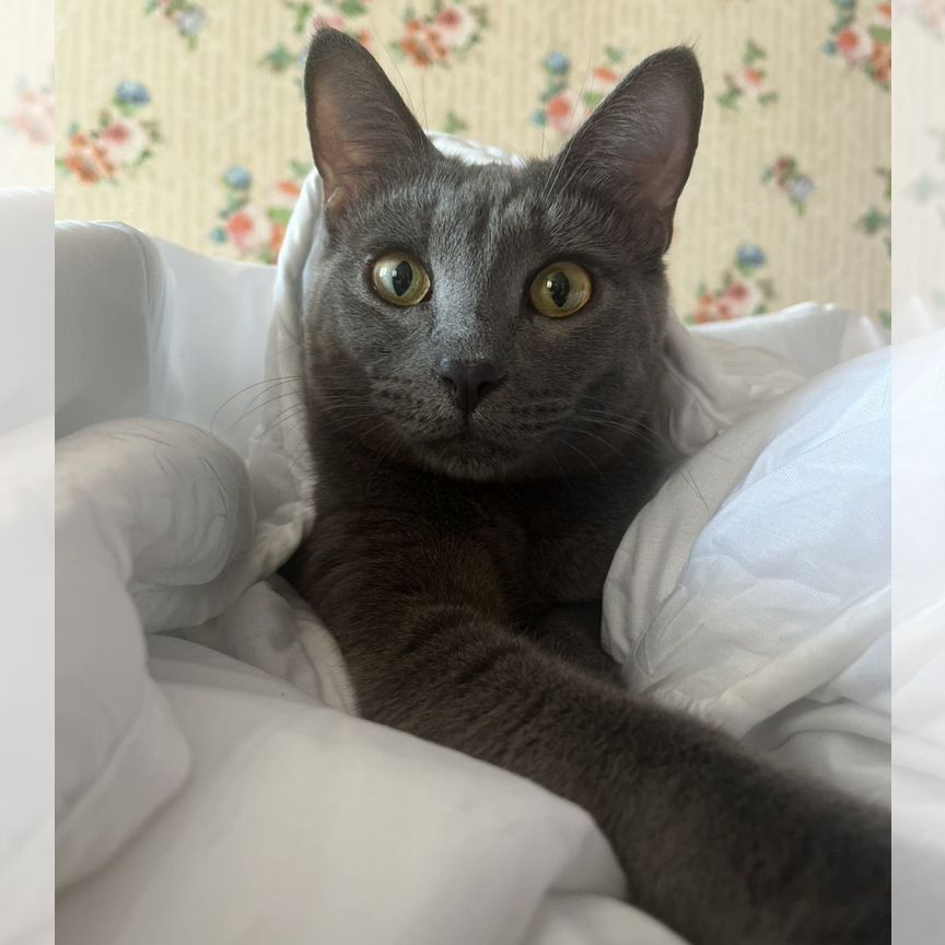 Отдам кота в добрые руки